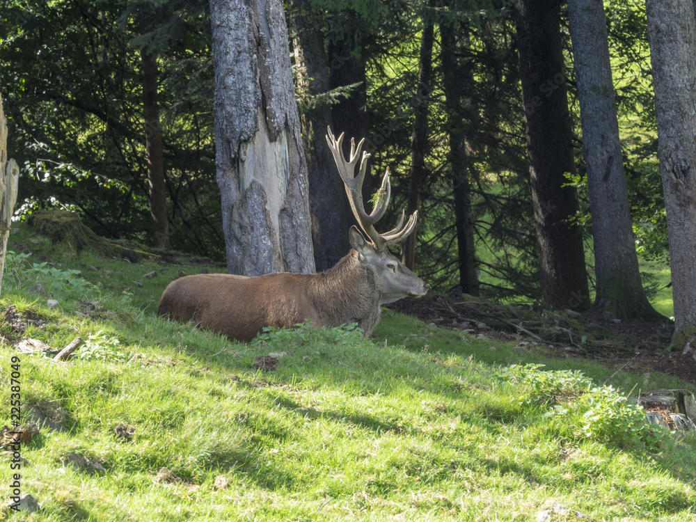 Un grand cerf élaphe (Cervus élaphus) mâle avec ses bois en lisière de ...