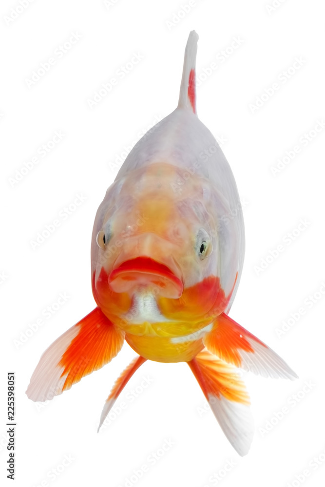 Aquarium and pond goldfish known as a comet isolated on white. Stock ...