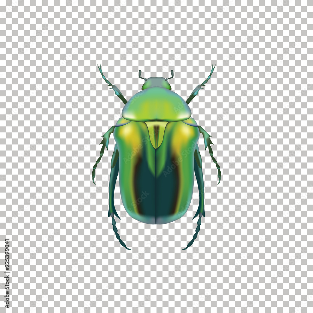Realistic Green Beetle top view isolated on Transparent background ...