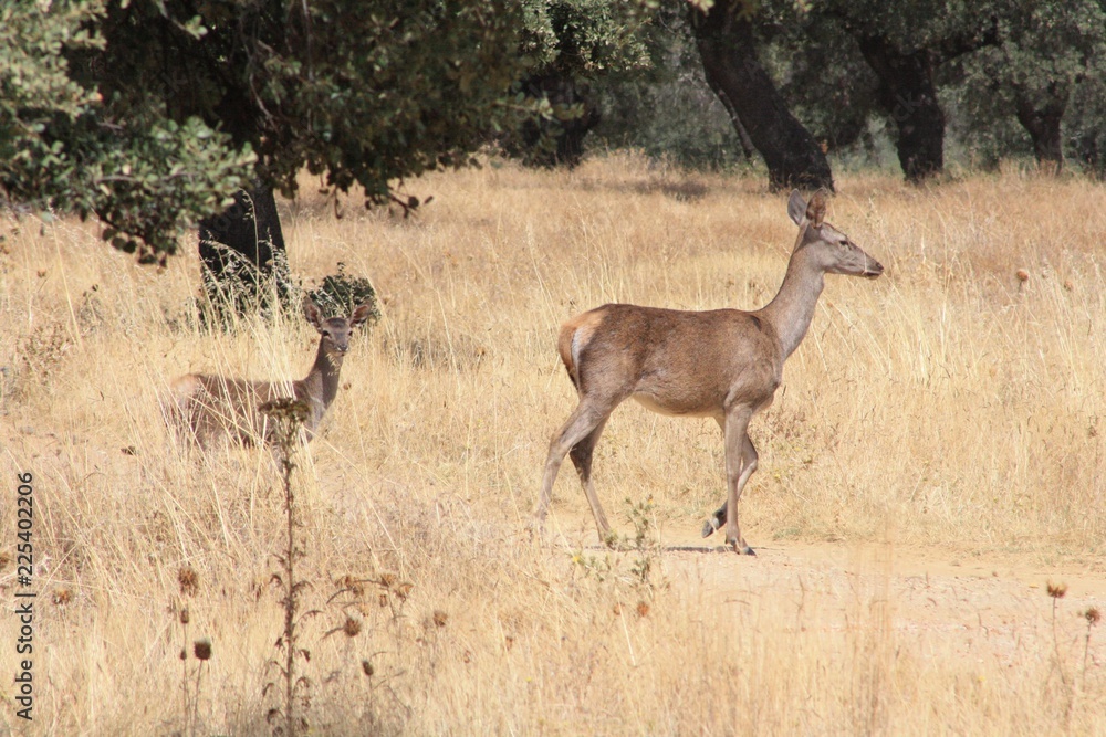 Belleza de la fauna animal cierva y gabata pastan en la dehesa ...
