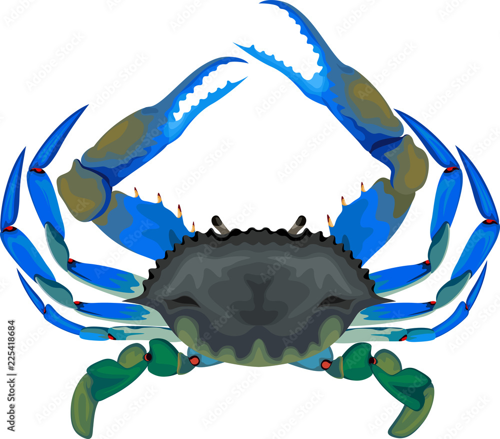 blue crab - vector illustration Stock Vector | Adobe Stock
