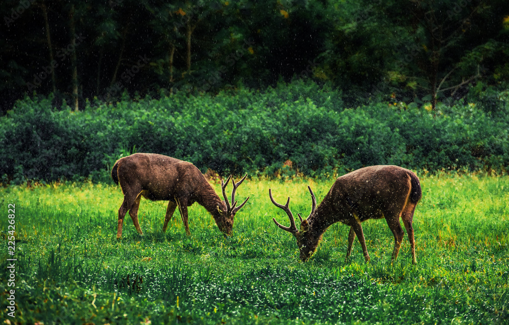 Sambar Deer Feeding Grass in the Forest Khao Yai in Rainy Day - Nature ...