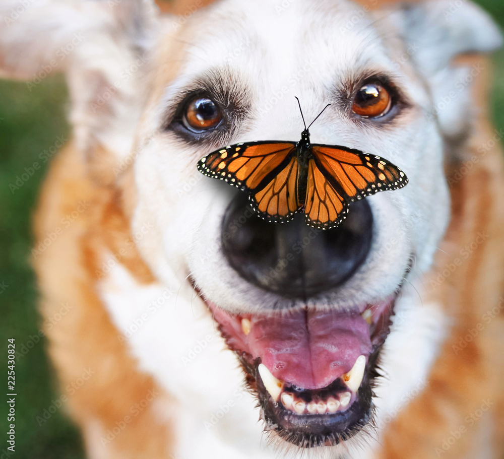 What Is A Butterfly Nose On A Dog