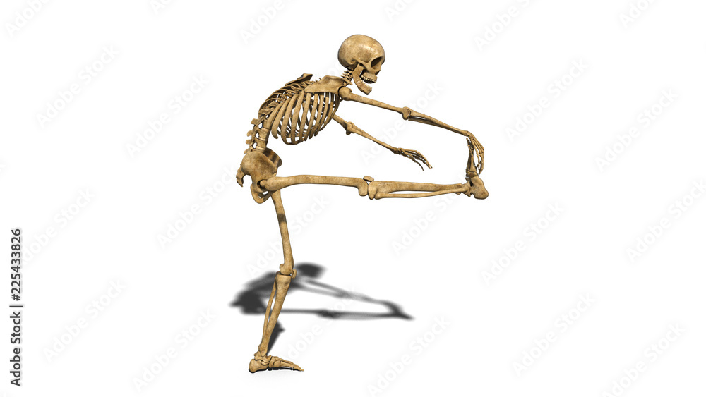 Funny skeleton stretching leg, human skeleton exercising on white ...
