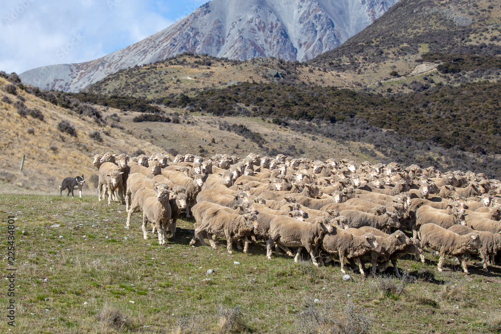 Fotografia do Stock: A sheep dog brings a flock of merino sheep down ...