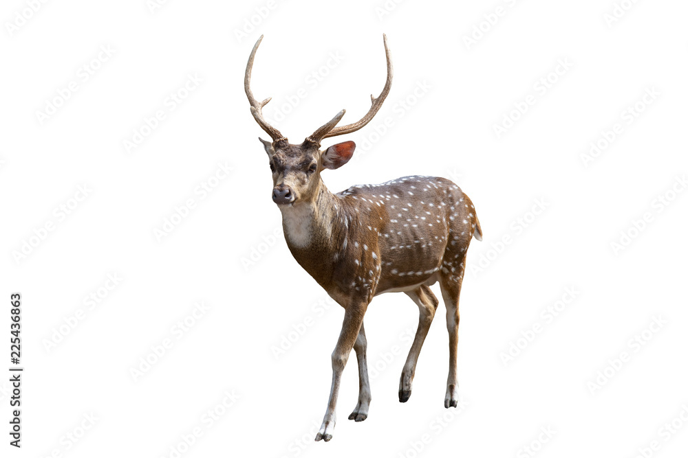 Spotted deer isolated on white background Stock Photo | Adobe Stock