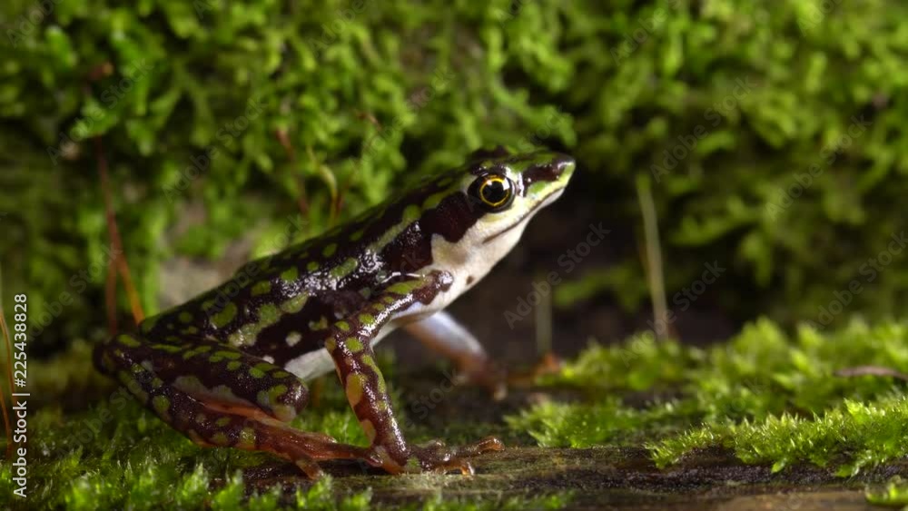 Rio Faisanes Stubfoot Toad (Atelopus coynei). A very rare toad from ...