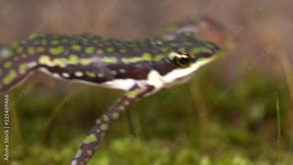 Rio Faisanes Stubfoot Toad (Atelopus coynei). A very rare toad from ...