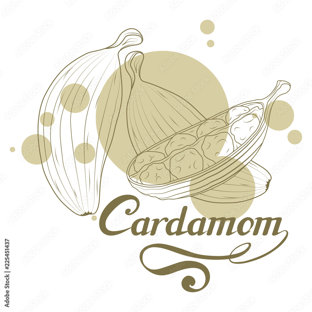 Vecteur Stock hand drawn cardamom plant, spicy ingredient, cardamom ...