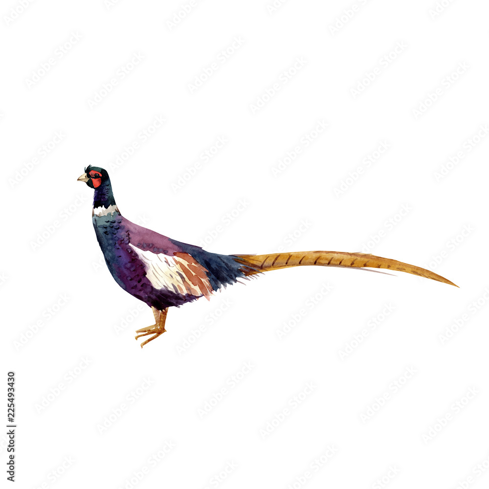 Watercolor pheasant vector illustration Stock Vector | Adobe Stock