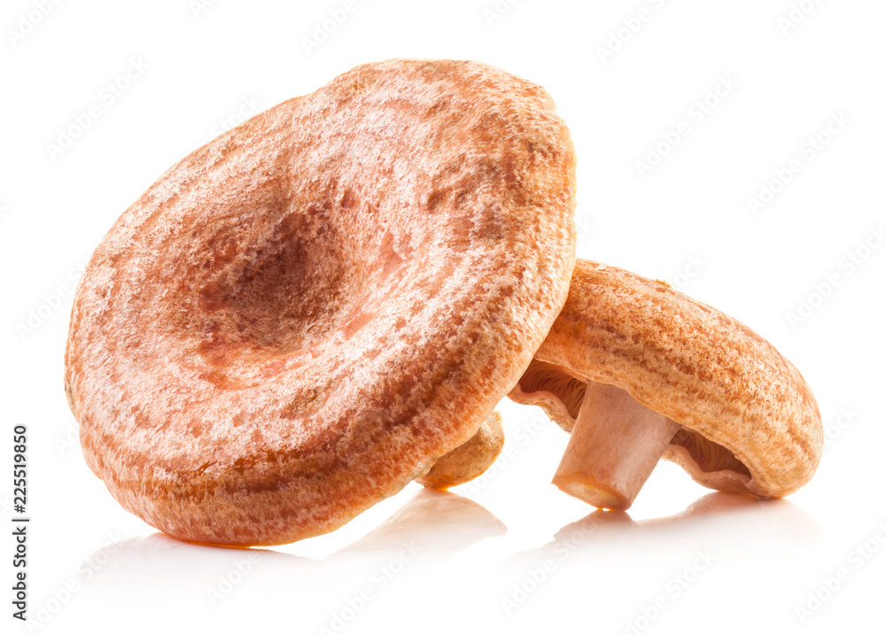 Saffron milk caps (Lactarius deliciosus) isolated on a white background ...