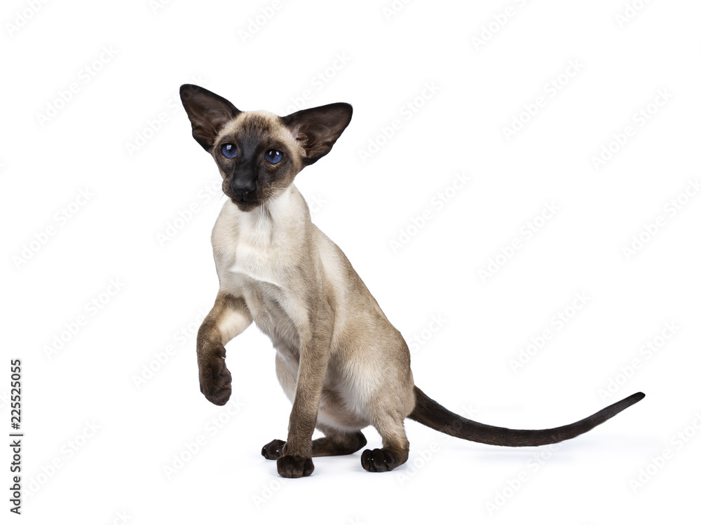 Excellent seal point Siamese cat kitten sitting / playing standing side ...