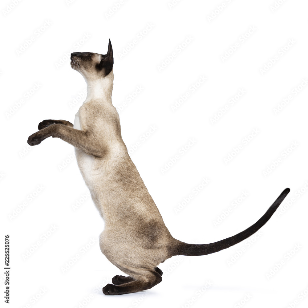 Cat Profile Standing
