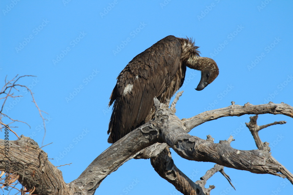 Geier auf dem Baum Stock Photo | Adobe Stock
