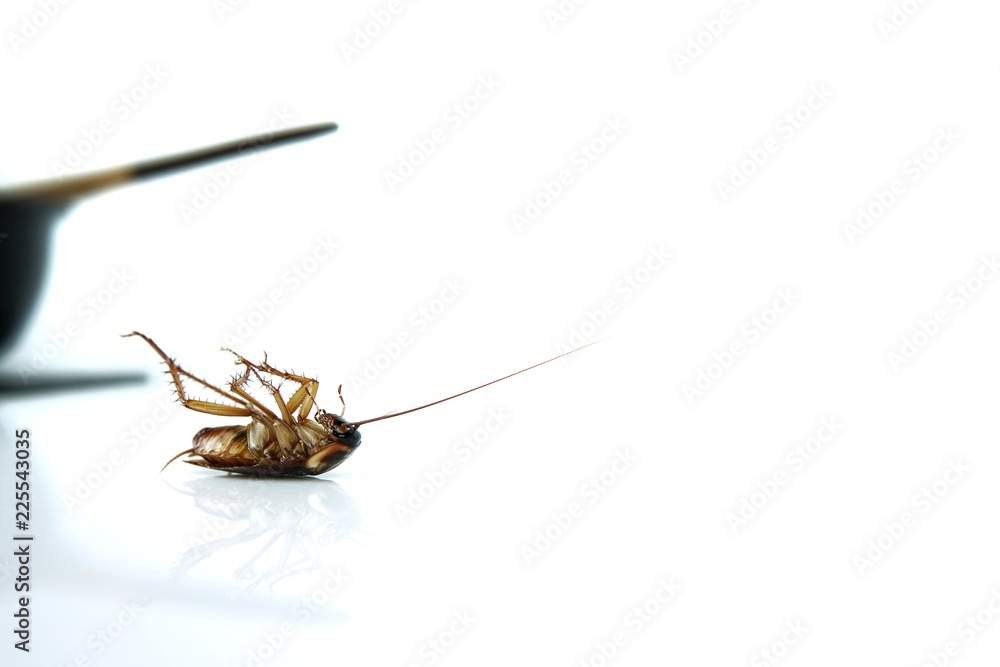 Dead Cockroach on white table with reflection.Contagion the disease ...