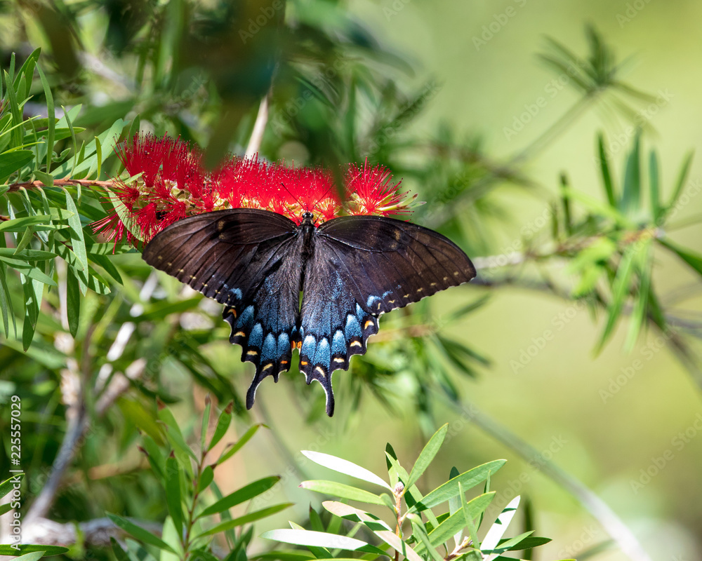 A strikingly beautiful and large Black Tiger Swallowtail Butterfly ...
