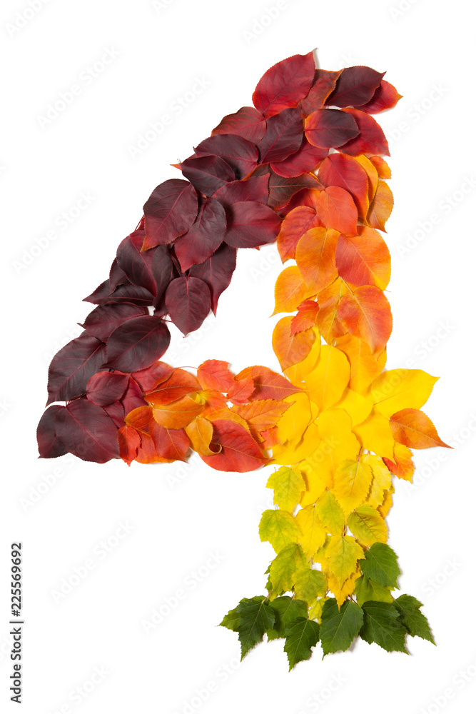 Number four made with autumn leaves isolated on white.mFind others ...