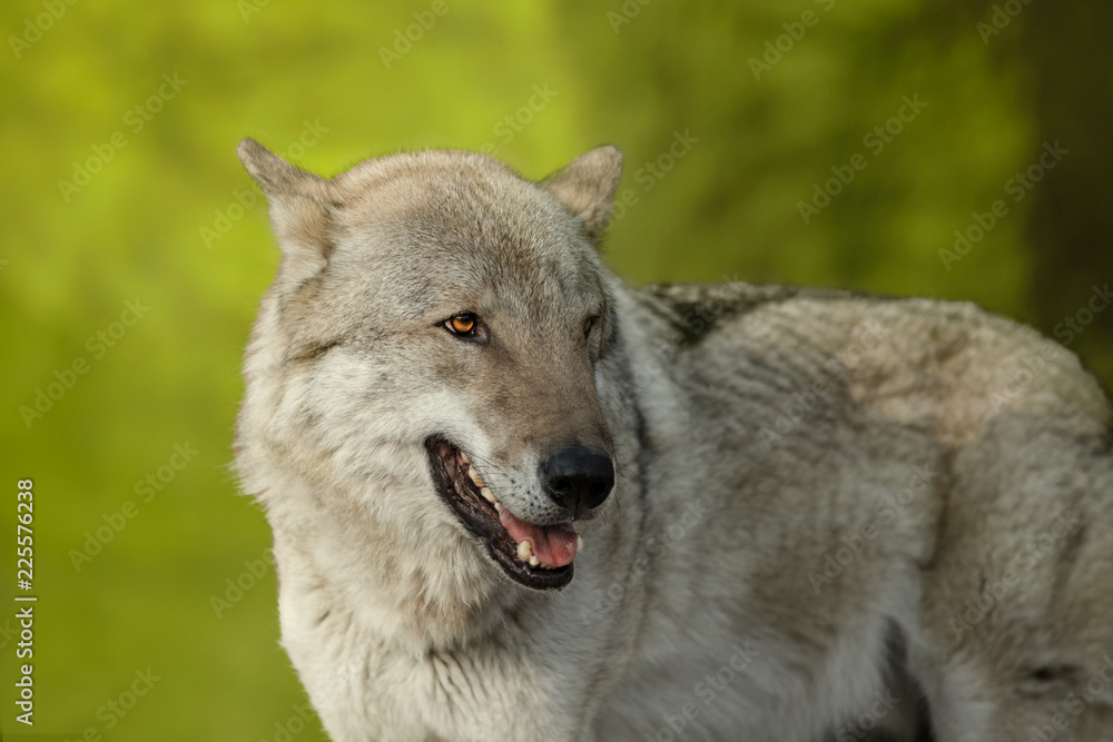 Huge Grey Wolf