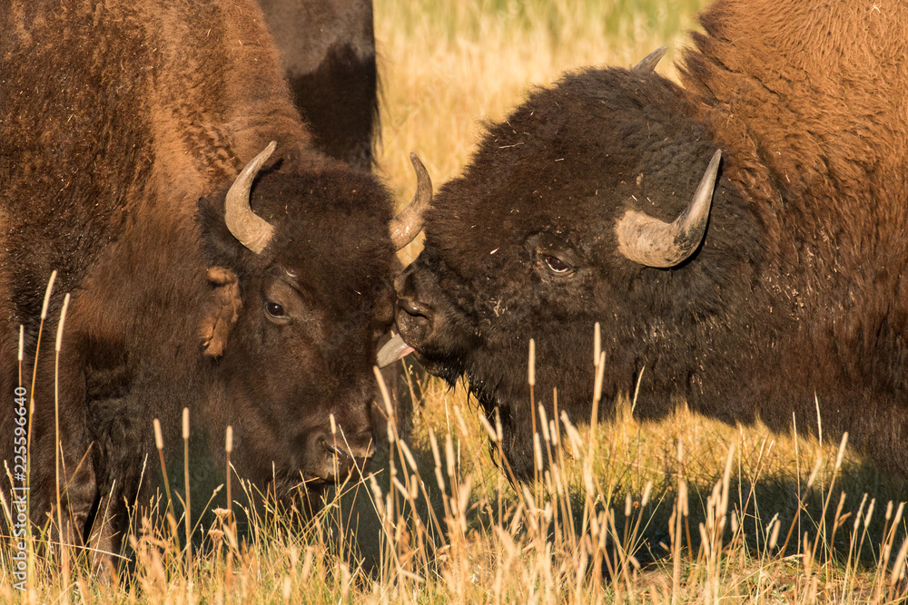 Bull bison giving a cow a kiss during the mating season Stock Photo ...