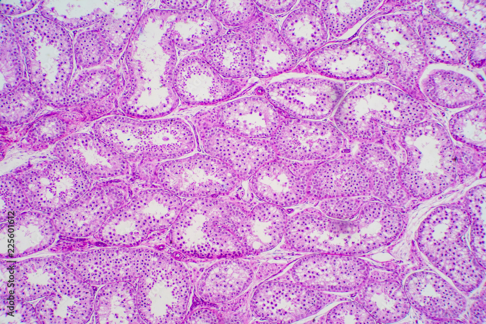 Cross section Human testis under microscope view. Stock Photo | Adobe Stock