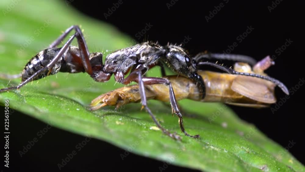 Hairy Panther Ant (Pachycondyla villosa) carrying part of a grasshopper ...