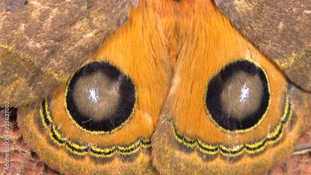 Saturniid moth (Automeris argentifera) at rest in the rainforest ...