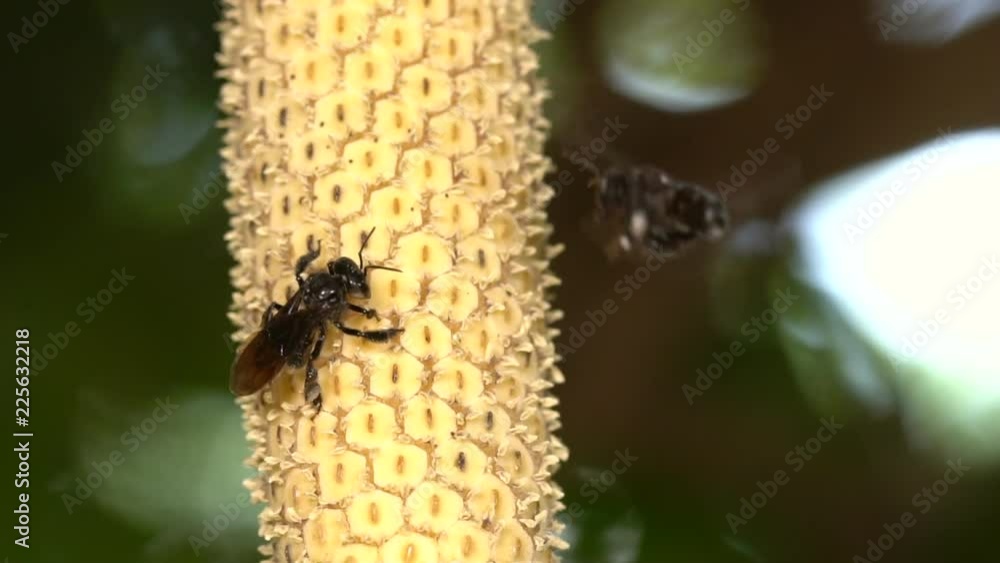 Stingless bees filmed in slow motion visiting the flower of a ...