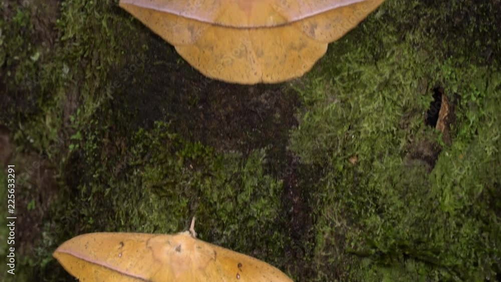 Giant silkworm moth (Lonomia sp., family Saturniidae). Members of this ...