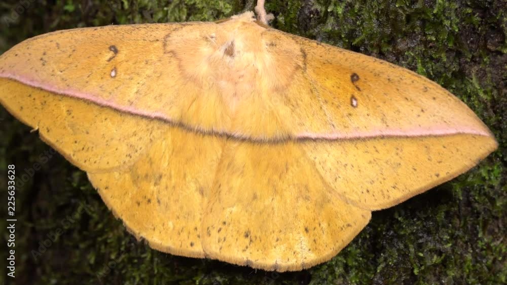 Giant silkworm moth (Lonomia sp., family Saturniidae). Members of this ...