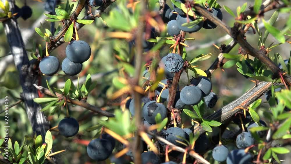 Calafate (Berberis microphylla) shrub with dark blue berries. El ...
