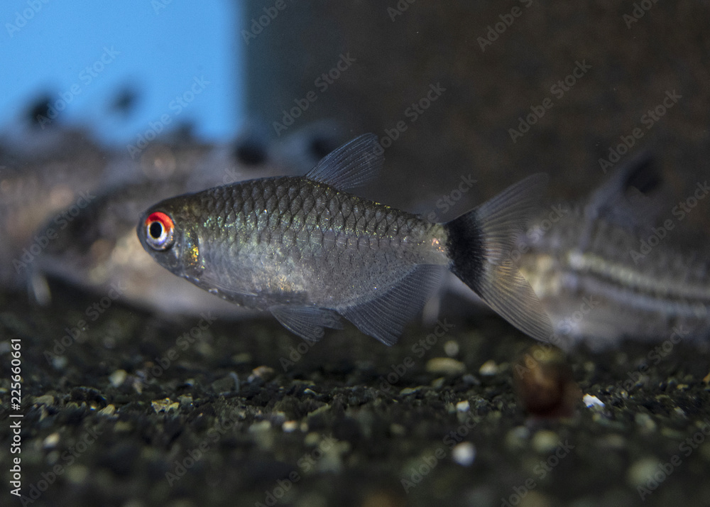 Red-Eyed Tetra - Moenkhausia sanctaefilomenae in freshwater aquarium ...