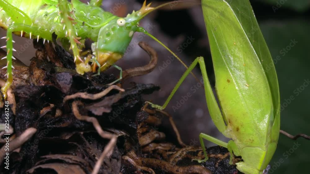 Thorny devil katydid (Panacanthus cuspidatus) drinking moisture from a ...