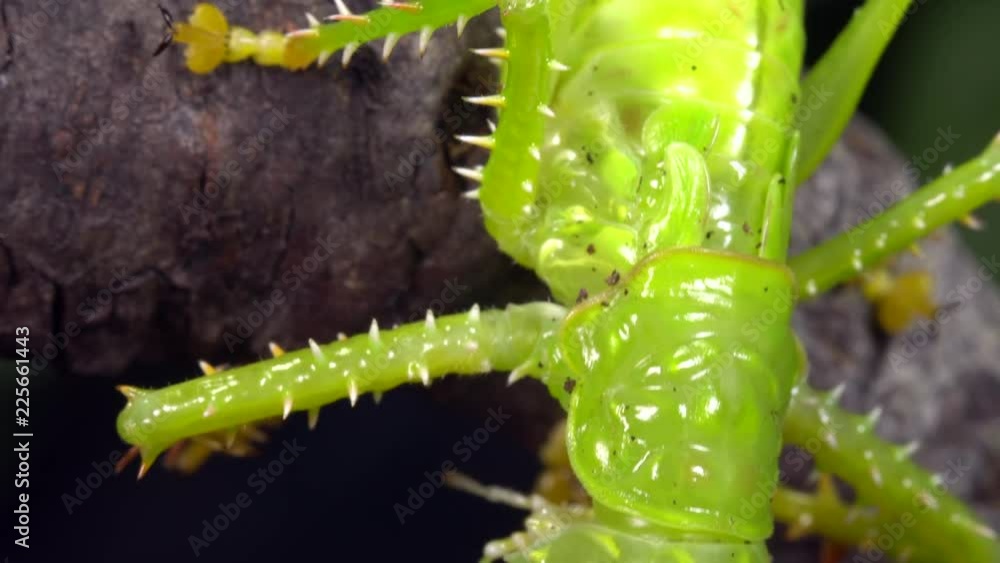Thorny devil katydid (Panacanthus cuspidatus) drinking moisture from a ...
