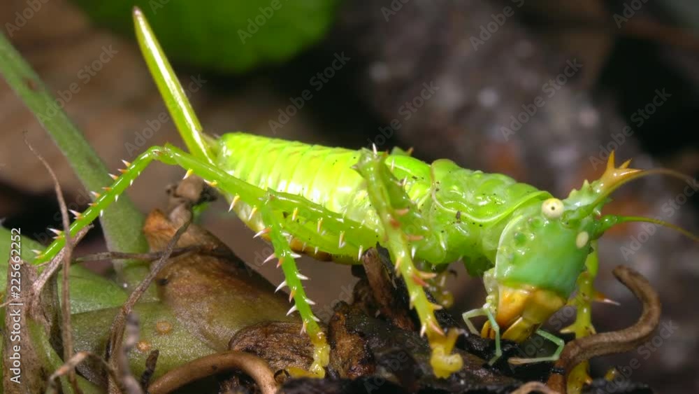 Thorny devil katydid (Panacanthus cuspidatus) drinking moisture from a ...