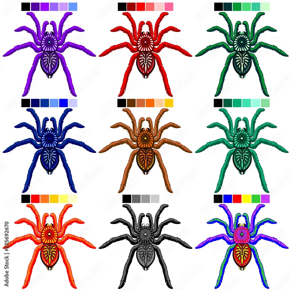 Colorful Tarantulas