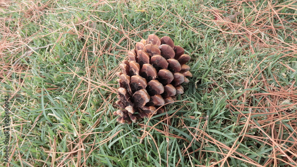 Piña de pino caída en el suelo en otoño entre la hierba y las hojas ...