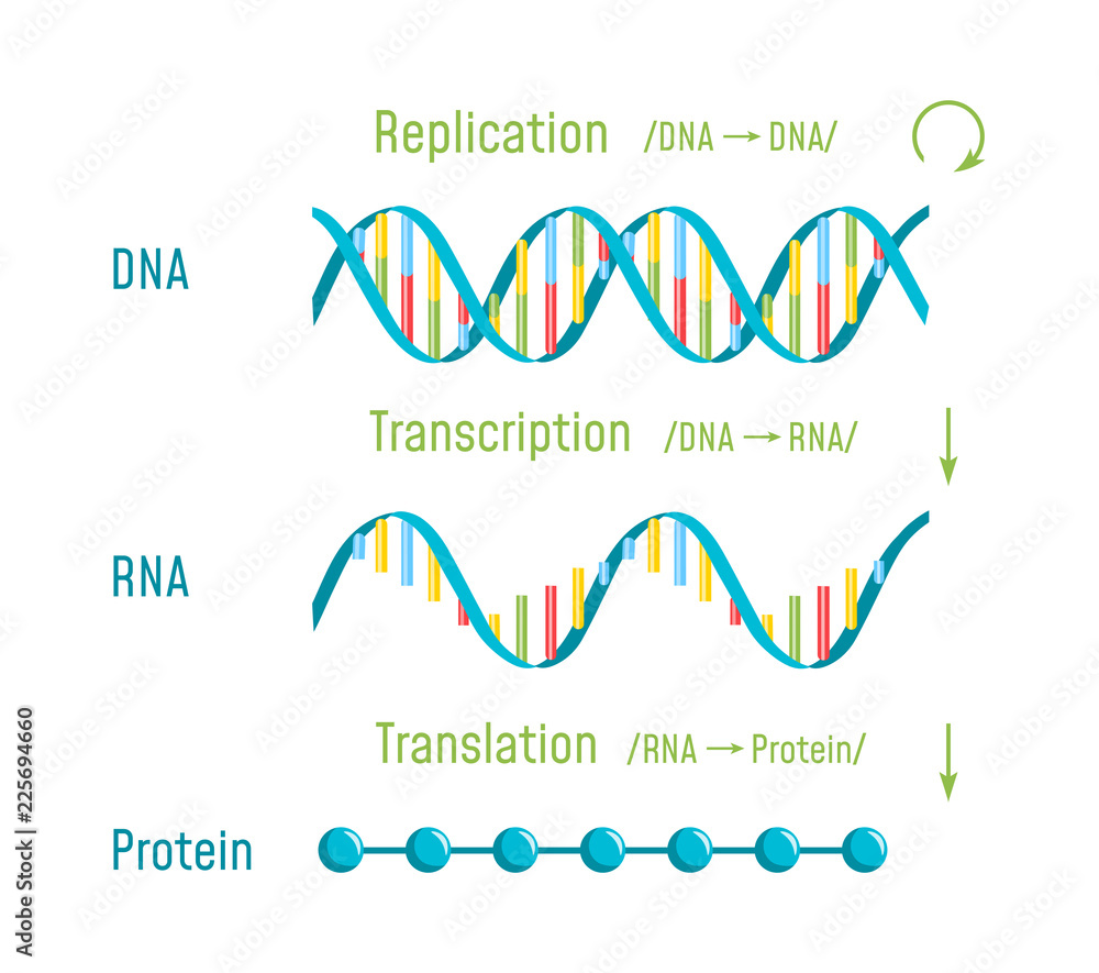 DNA Replication, Transcription and Translation Stock Vector | Adobe Stock