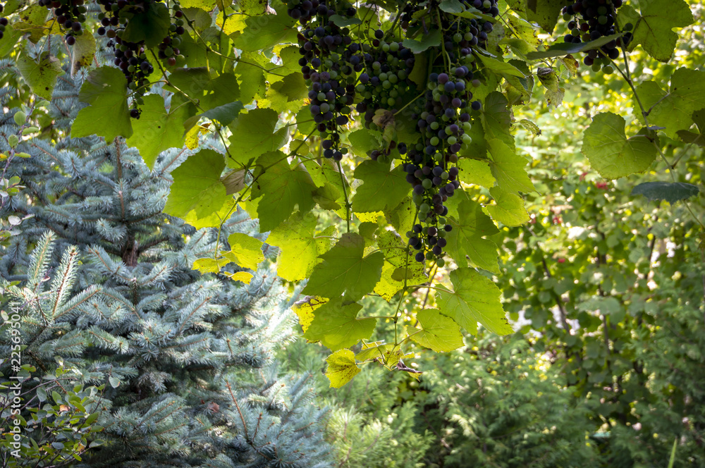 View of the garden from the grape arbor. On the left is blue spruce, in ...