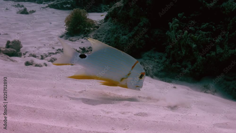 Sailfin Snapper on a shallow sandy area of a colorful coral reef. 4k ...