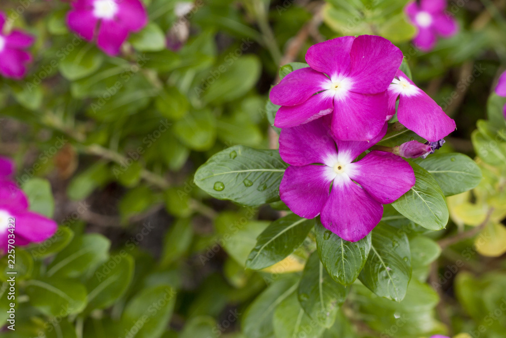 Nature of MADAGASCA flower pink color in garden drought tolerant plants ...