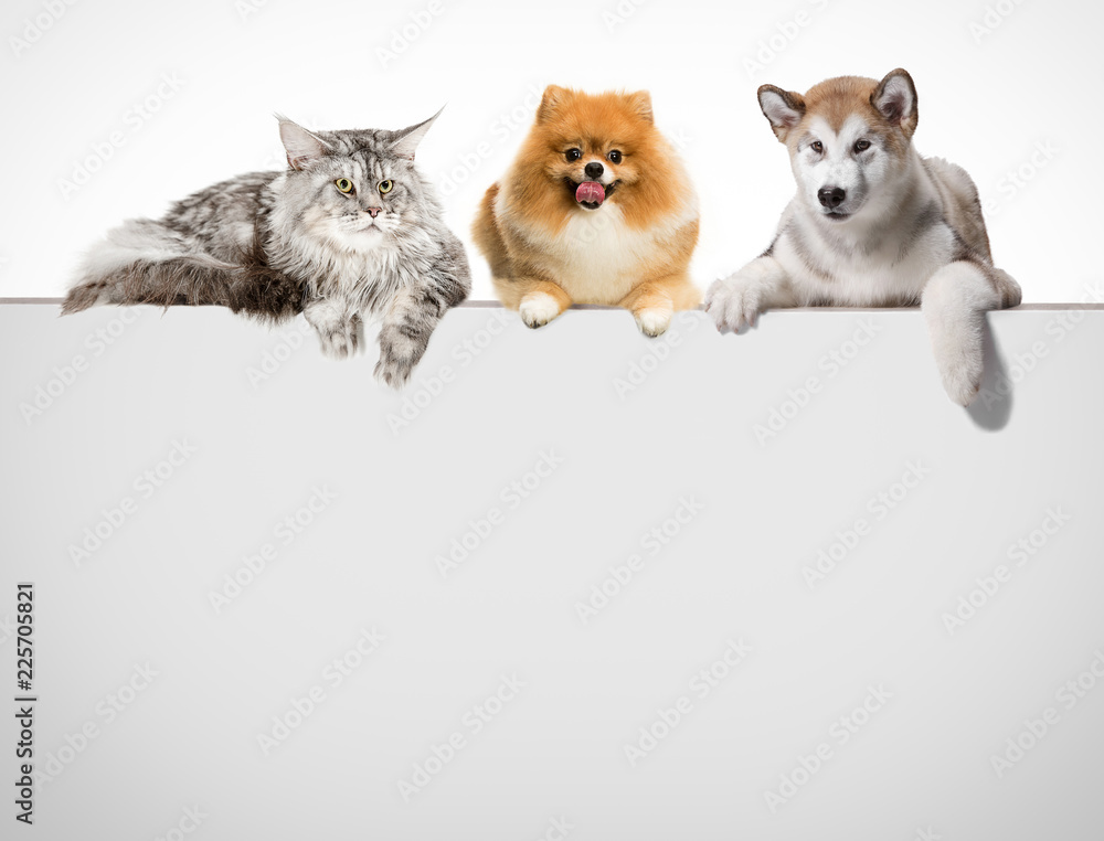 Row of cats and dogs hanging their paws over a white banner. Image ...