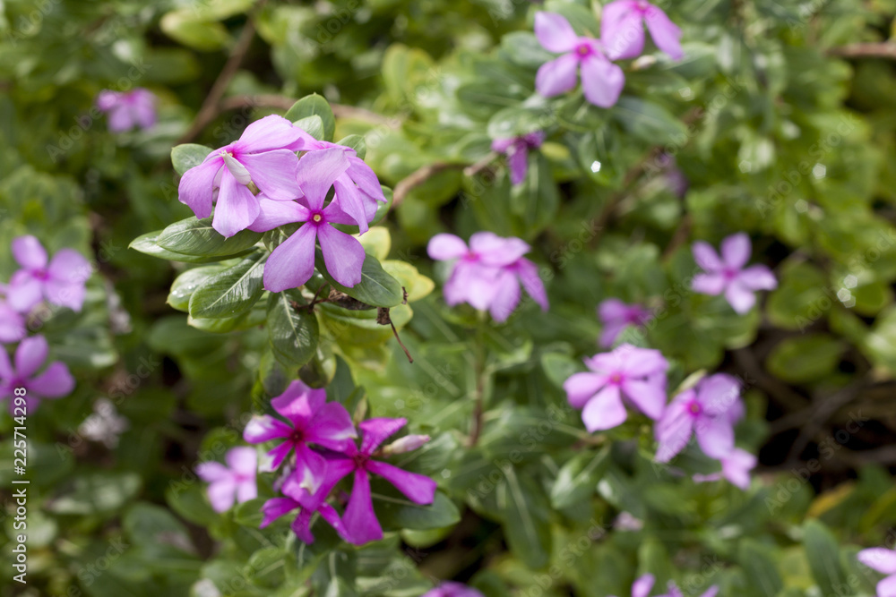 Nature of MADAGASCA flower pink color in garden drought tolerant plants ...