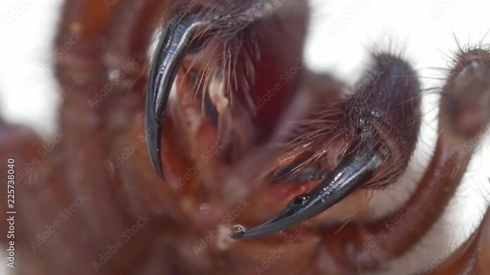 Loop of Extreme close up, fangs of spider Stock Video | Adobe Stock