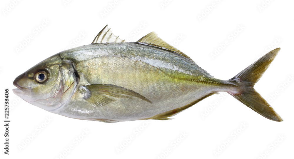 Poster white trevally, striped jack, shima aji, Pseudocaranx dentex ...