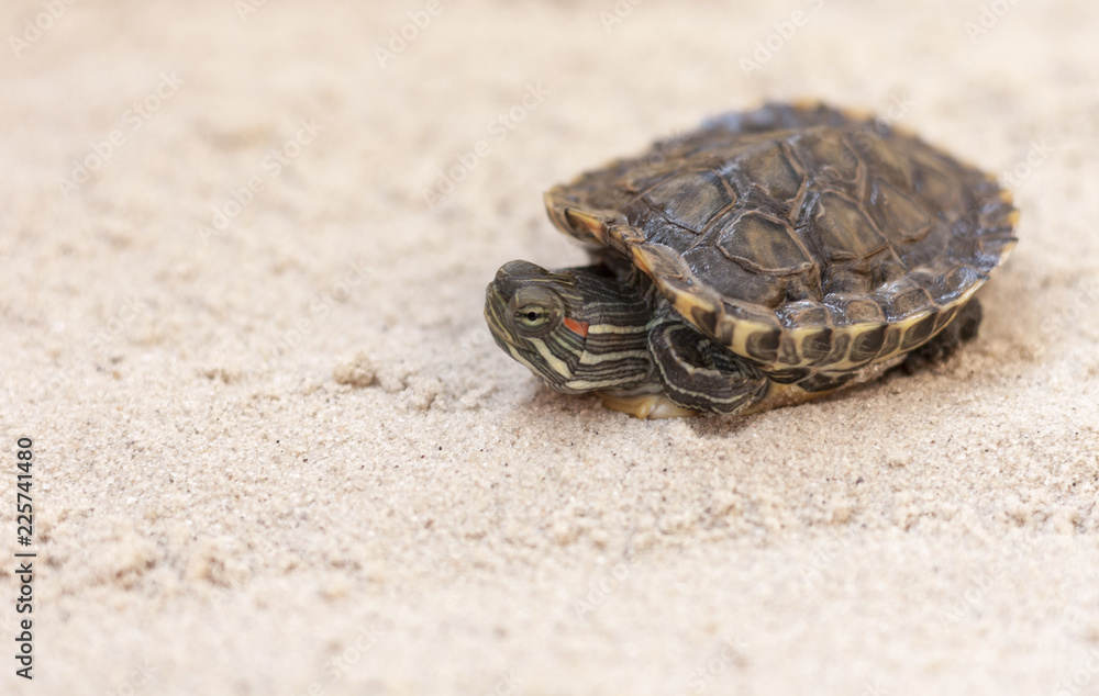 Common Slider, also known as Cumberland Slider Turtle, Red-eared Slider ...