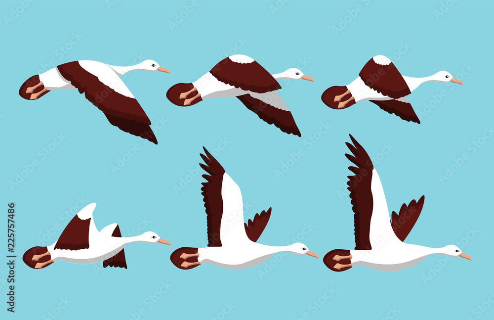 Phases of movement of the wings in the flight of a bird Stock Vector ...