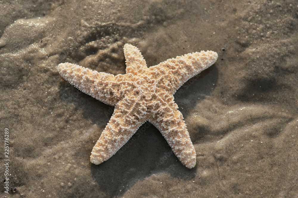 Wunderschöner Seestern am Strand Stock Photo | Adobe Stock