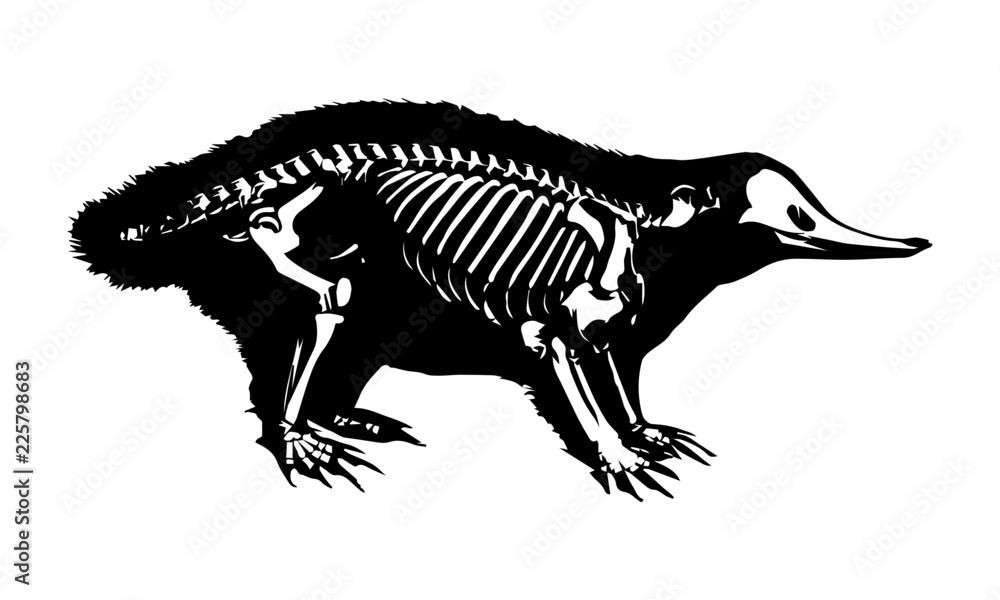 ornitorrinco, animal, esqueleto, silueta, radiografía, huesos, vector ...