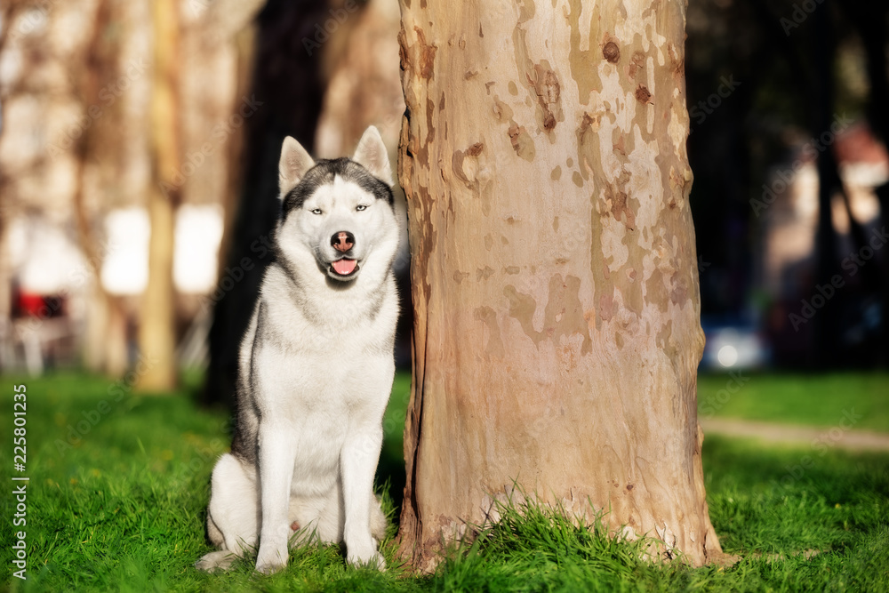 A beautiful mature Siberian husky male dog is sitting on the green ...