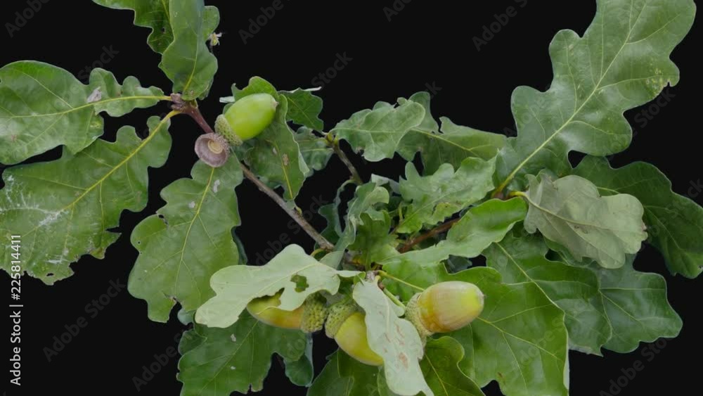Time-lapse of drying Oak branch with leaves and acorns 4c1 in PNG+ ...